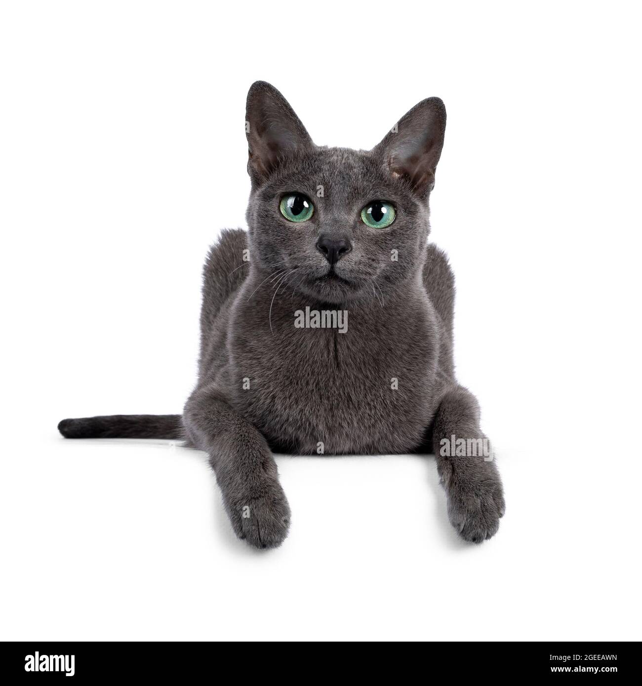 Young silver tipped Korat cat, laying down facing front with two paws ...