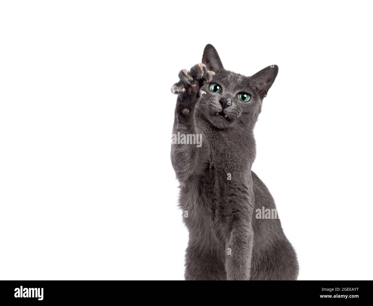 Head shot of young silver tipped Korat cat, stretching paw towards ...
