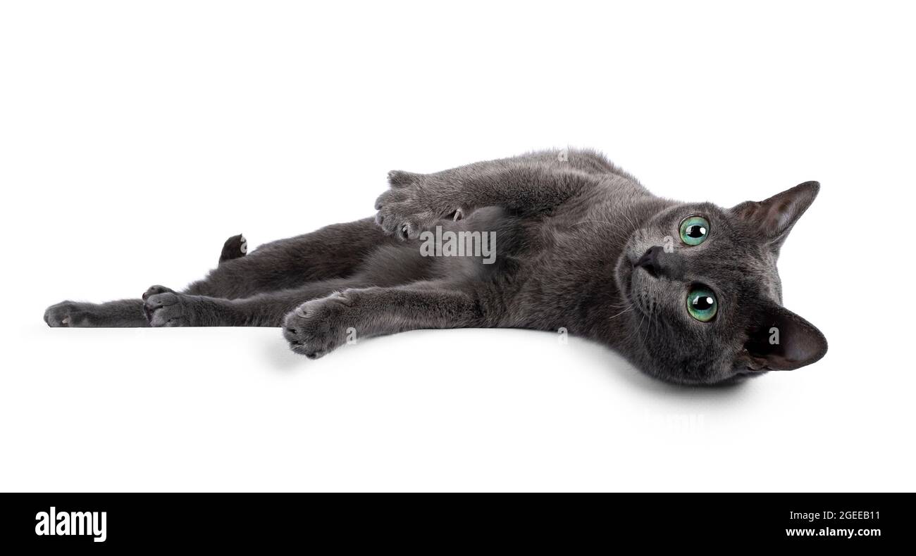 Young silver tipped Korat cat, laying down side ways with head over ...