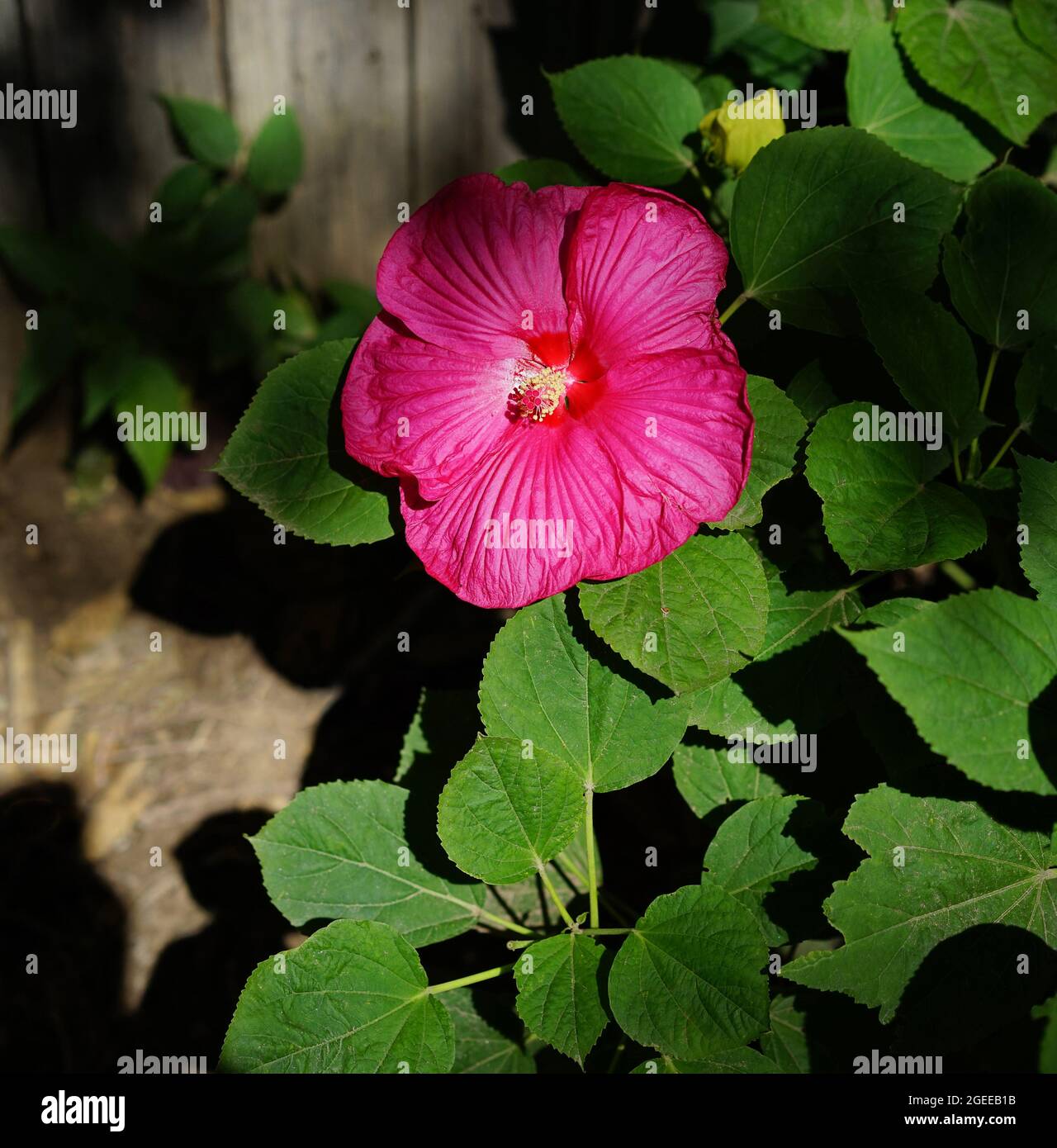 A Hibiscus Shrubs In Yard