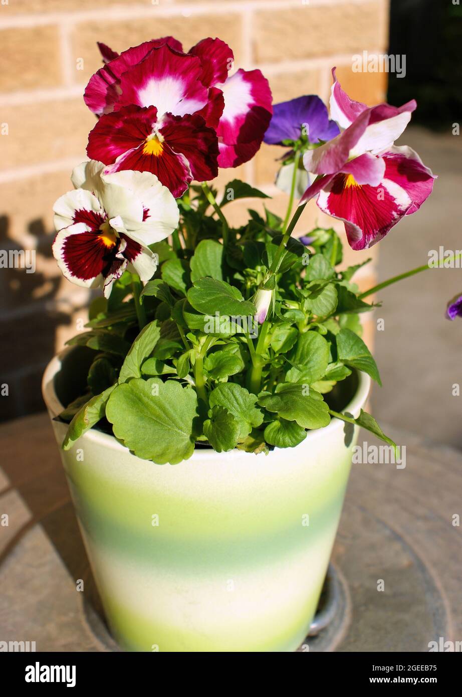 Container flowers in the shade hi-res stock photography and images - Alamy
