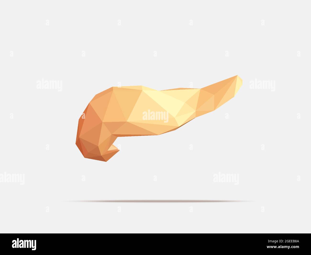 Vector illustration of human pancreas with faceted low-poly geometry ...