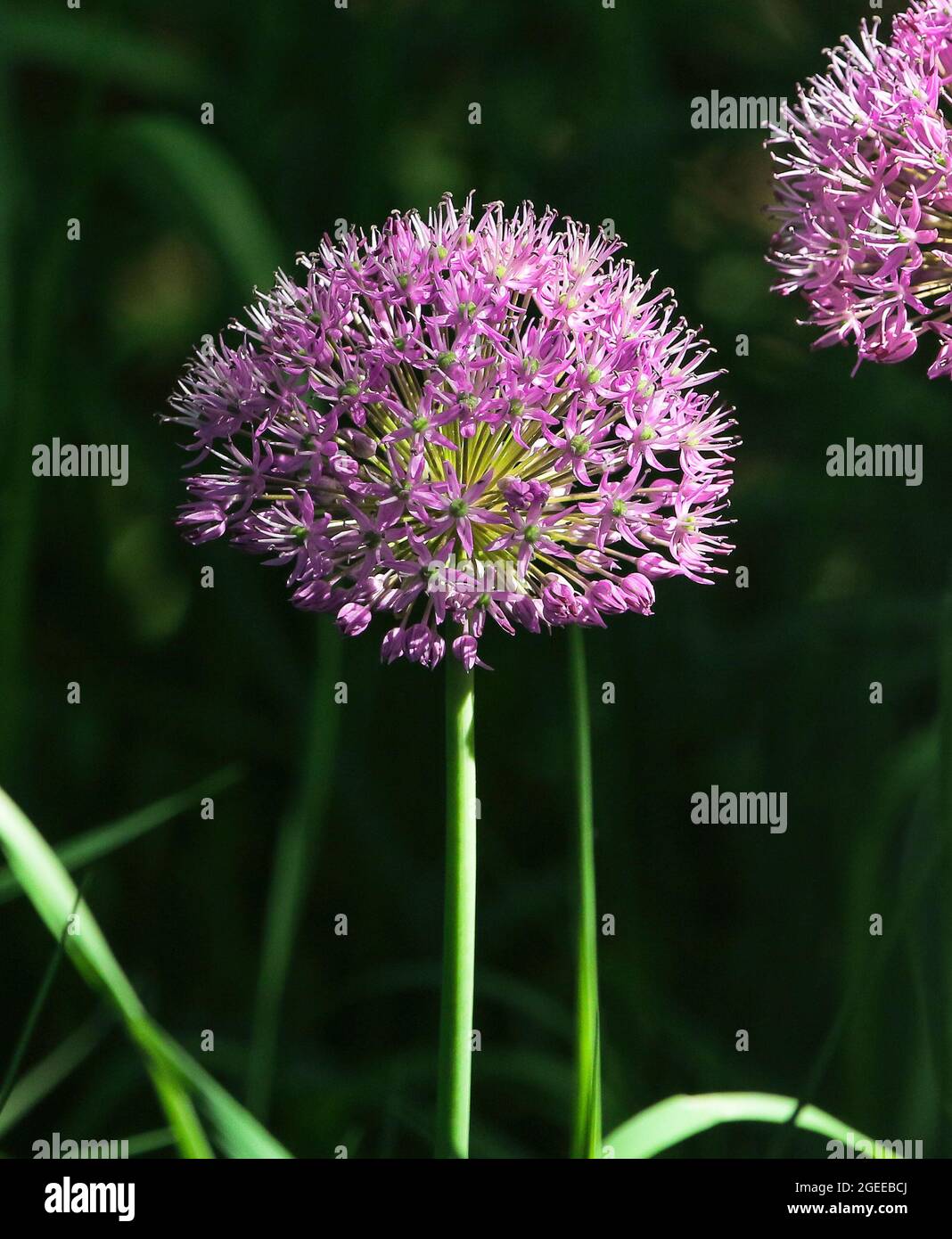 Close up of a Pink Purple Allium flower in full bloom with a shaded ...