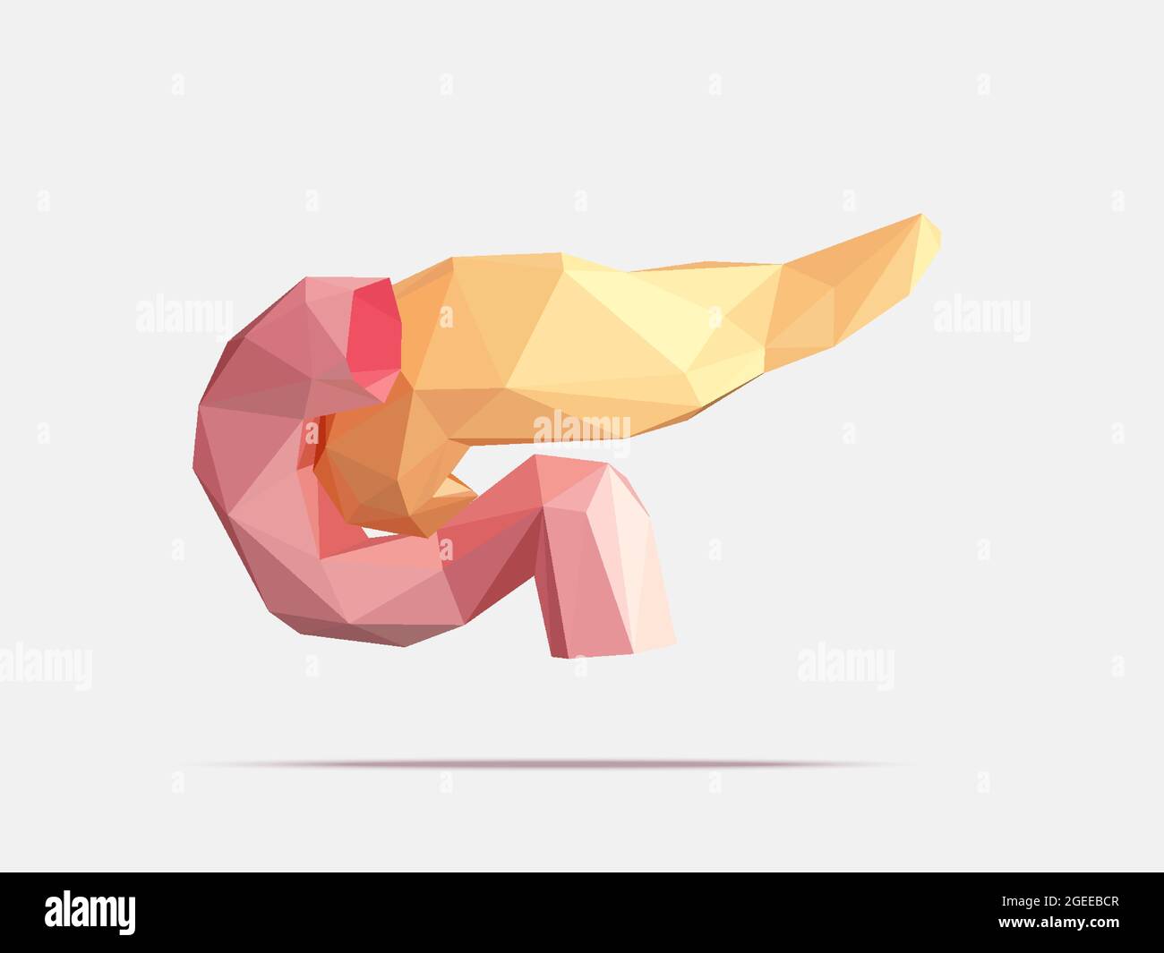 Vector illustration of human pancreas and duodenum with faceted low ...
