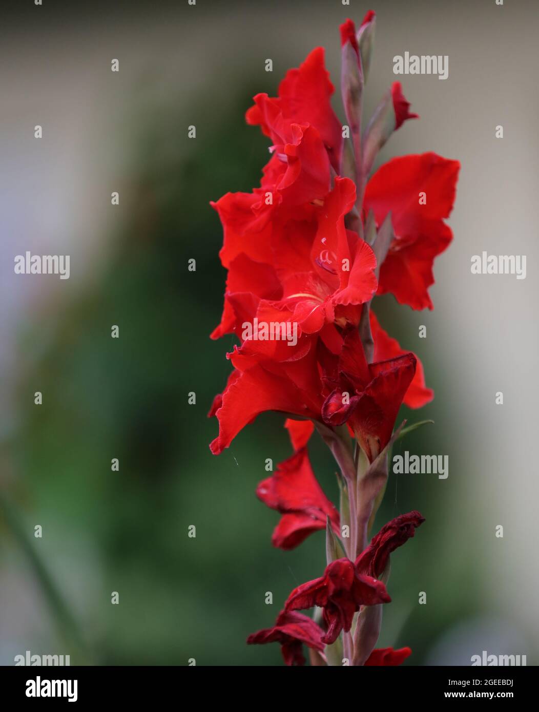 Red flowers of gladiolus seen flowering in Agust Stock Photo - Alamy