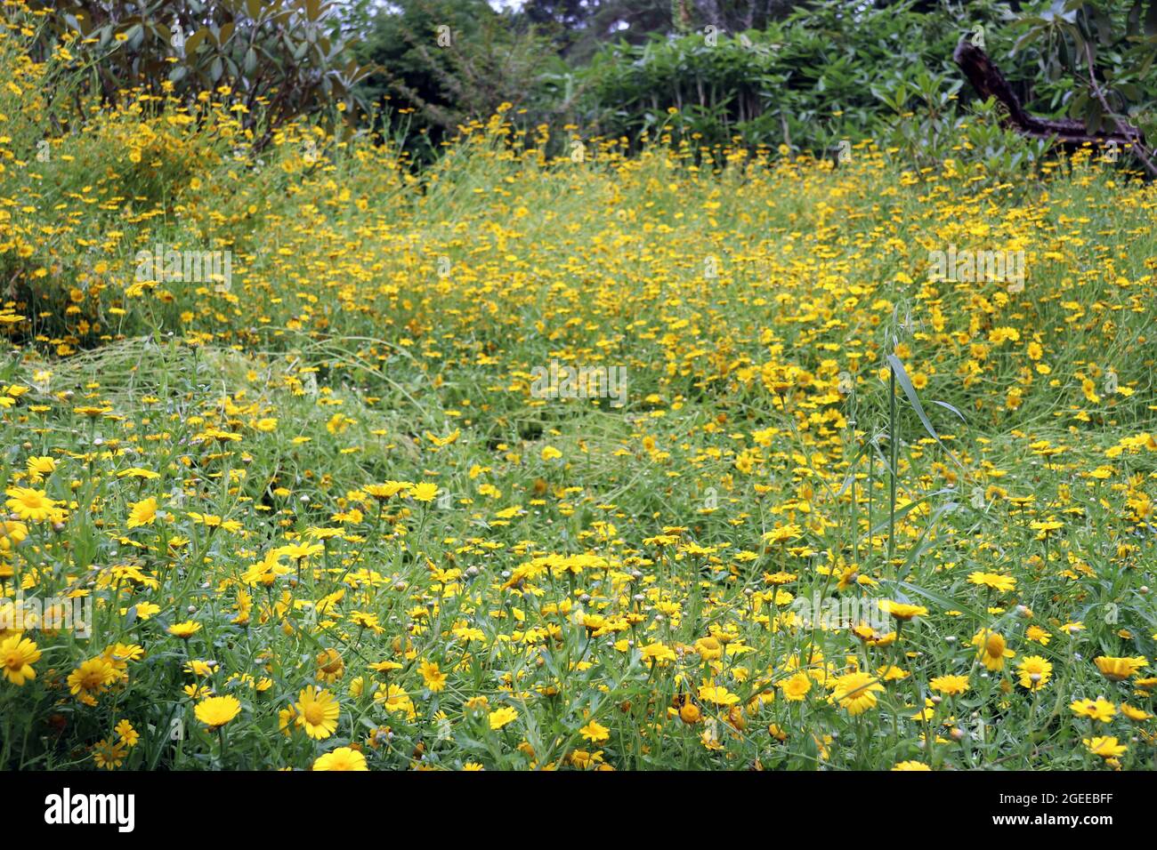 Lost Gardens of Heligan, Cornwall, England, Great Britain Stock Photo ...