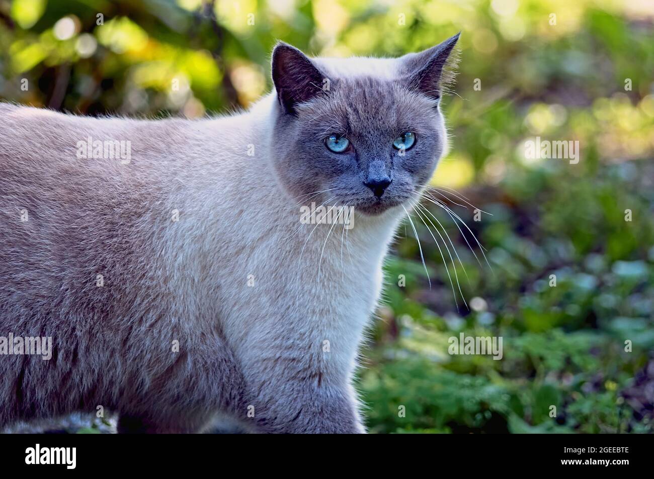 Blue point siamese cat hi-res stock photography and images - Alamy