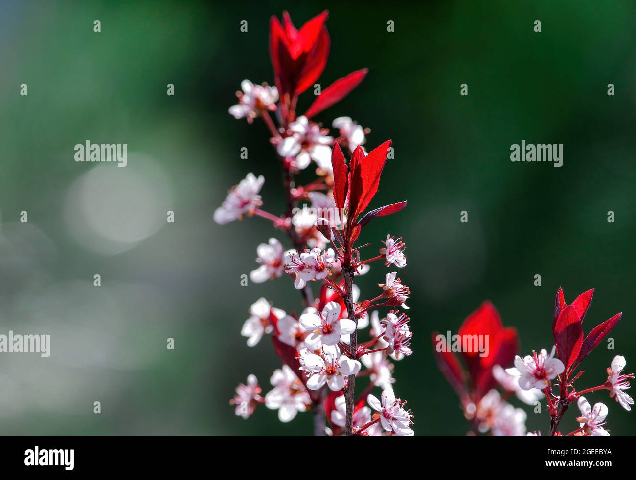 Budding clusters hi-res stock photography and images - Alamy