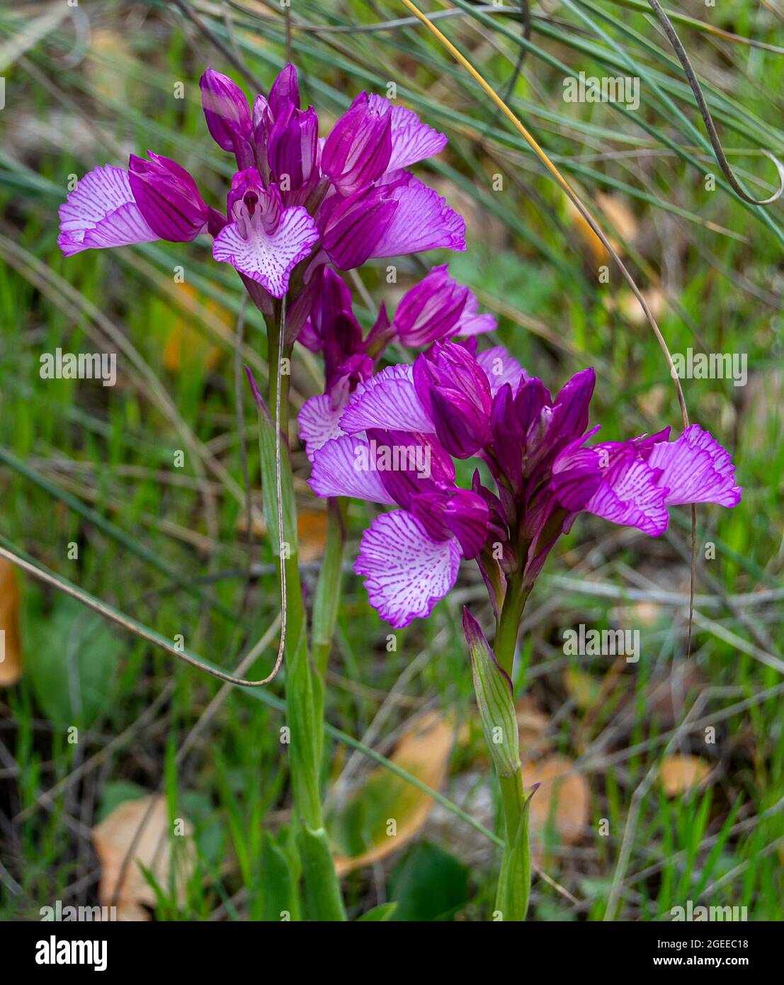 Orchis papilionacea. Pink butterfly orchid Stock Photo - Alamy