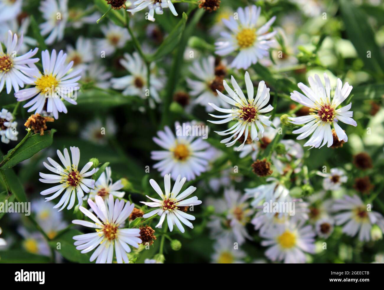 Close-up buds of white astra flowers Stock Photo - Alamy