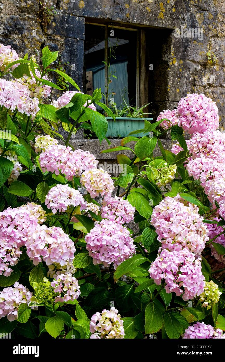 Hydrangea bush, courtyard in an historical architectural ensemble ...
