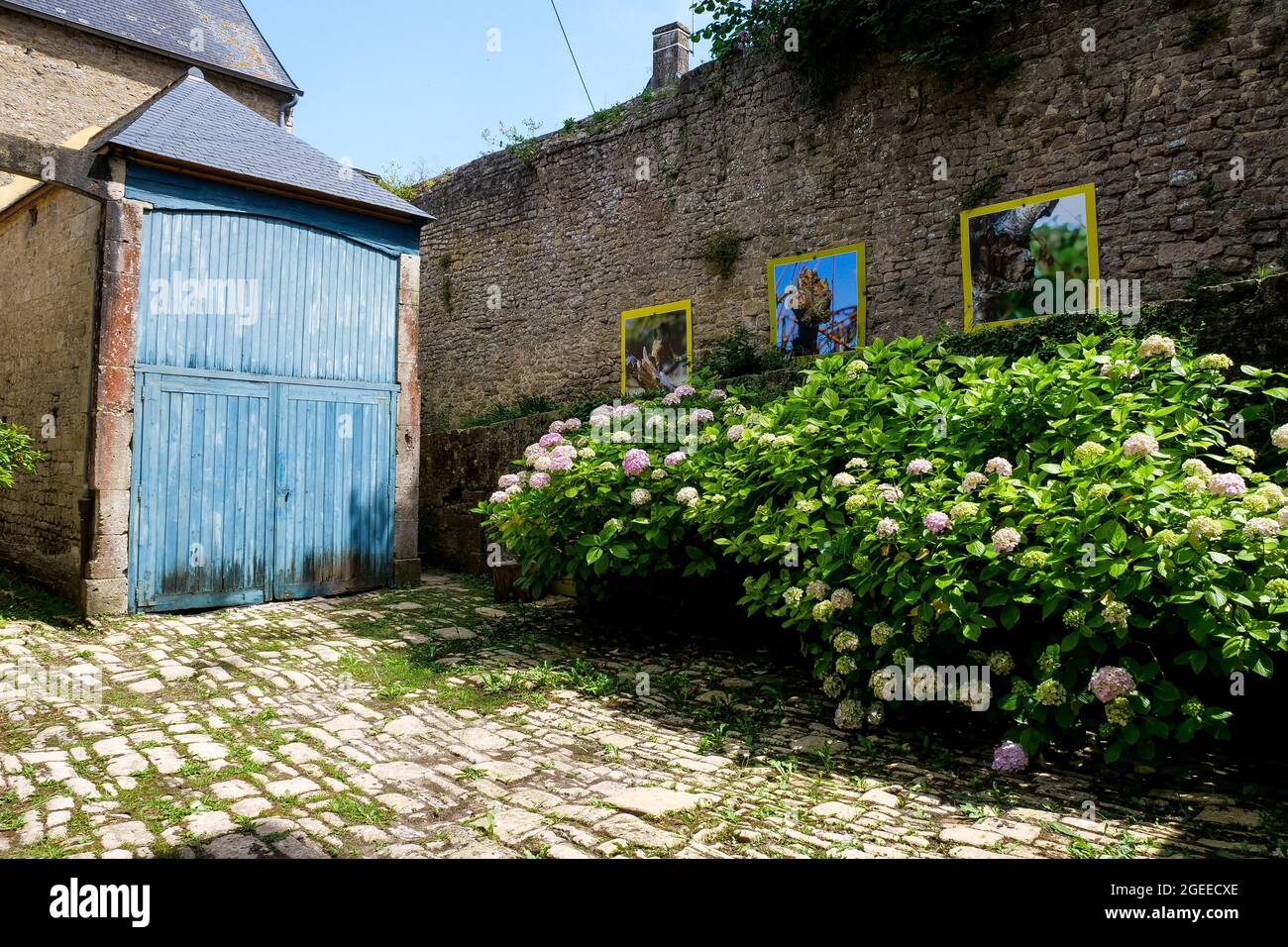 Hydrangea bush, courtyard in an historical architectural ensemble ...