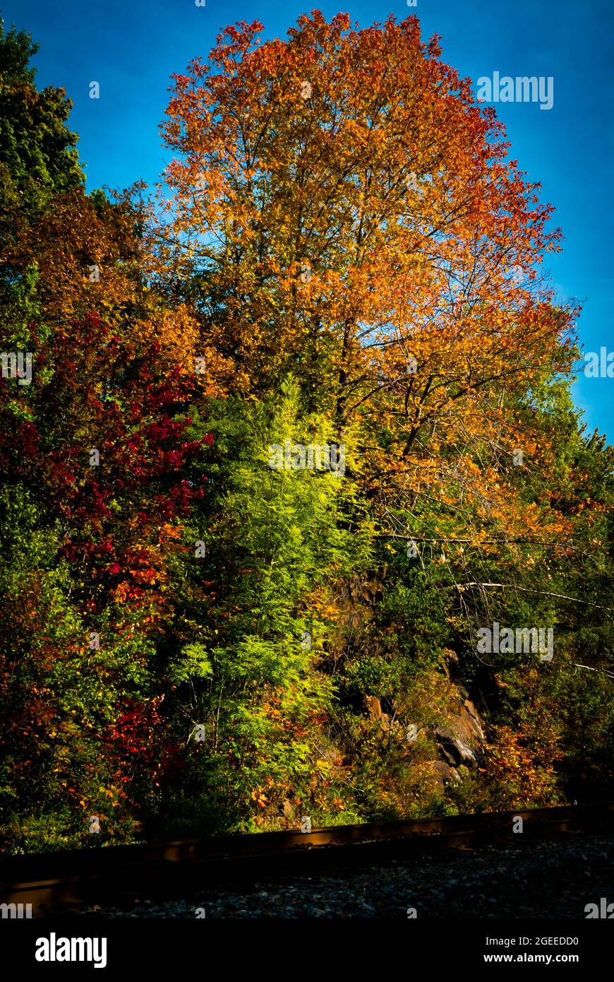 trees changing colour in autumn Stock Photo - Alamy