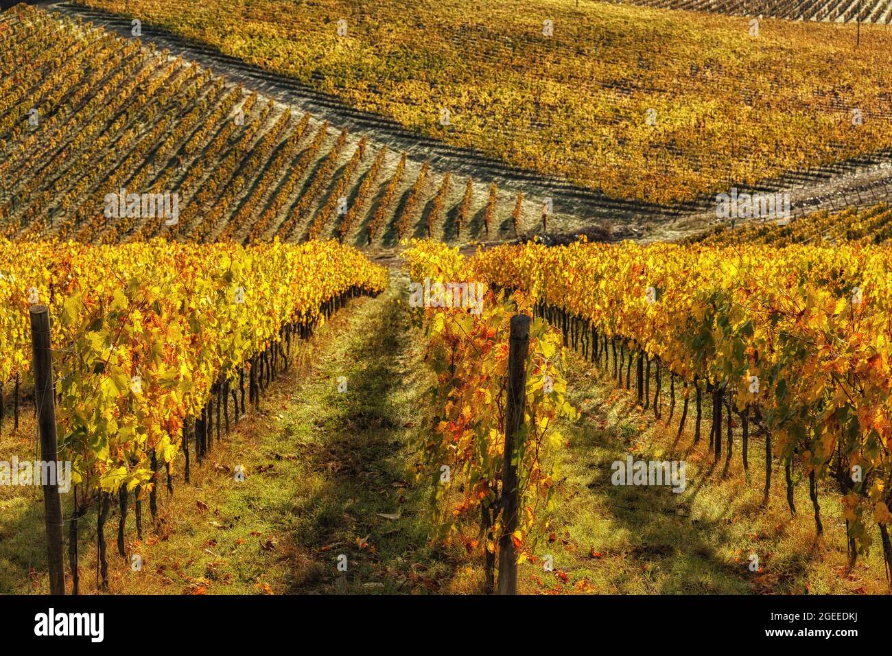 Vast yellow field during the fall Stock Photo - Alamy