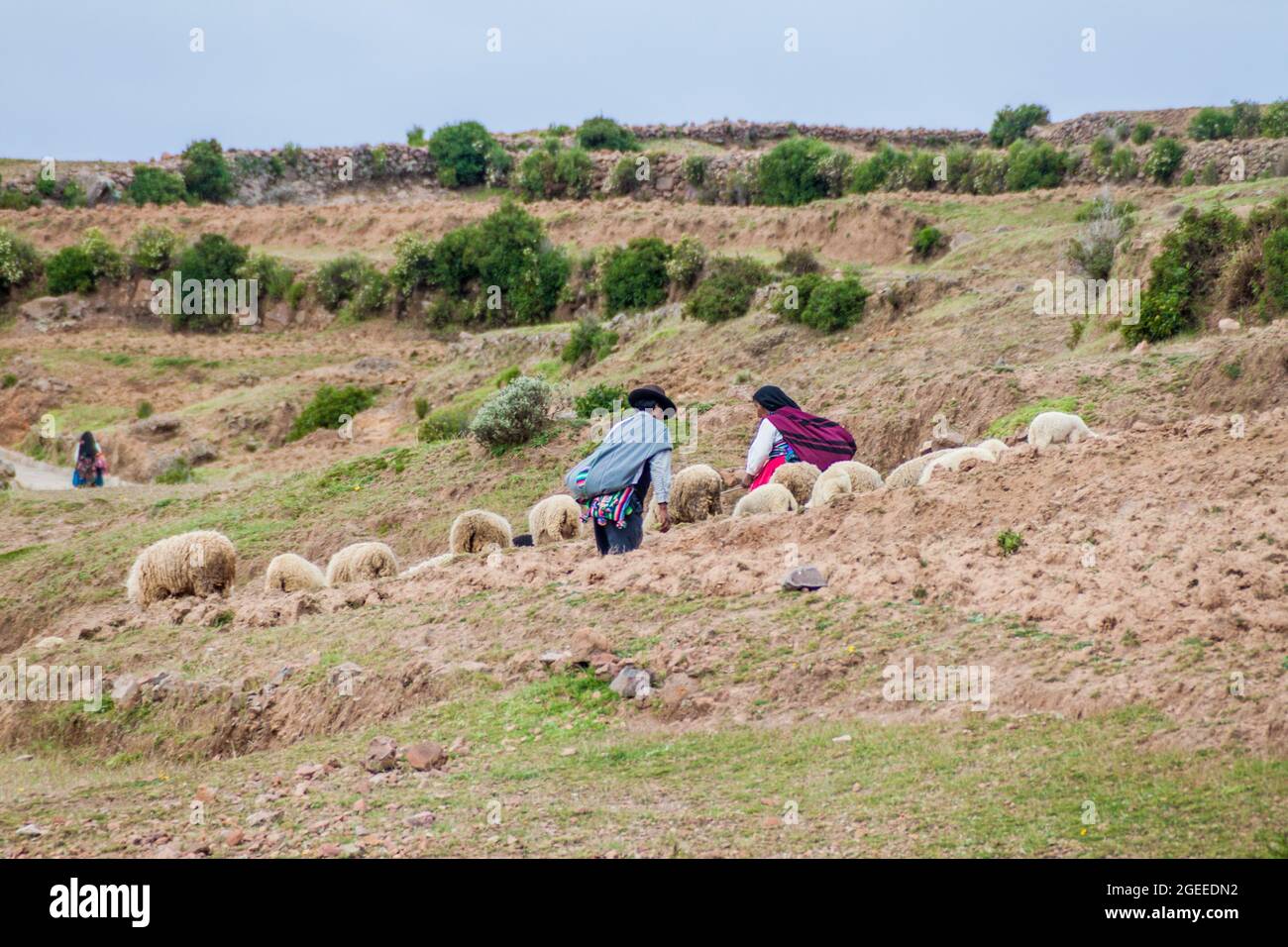 AMANTANI, PERU - MAY 15, 2015: Native peasants with their sheep on ...