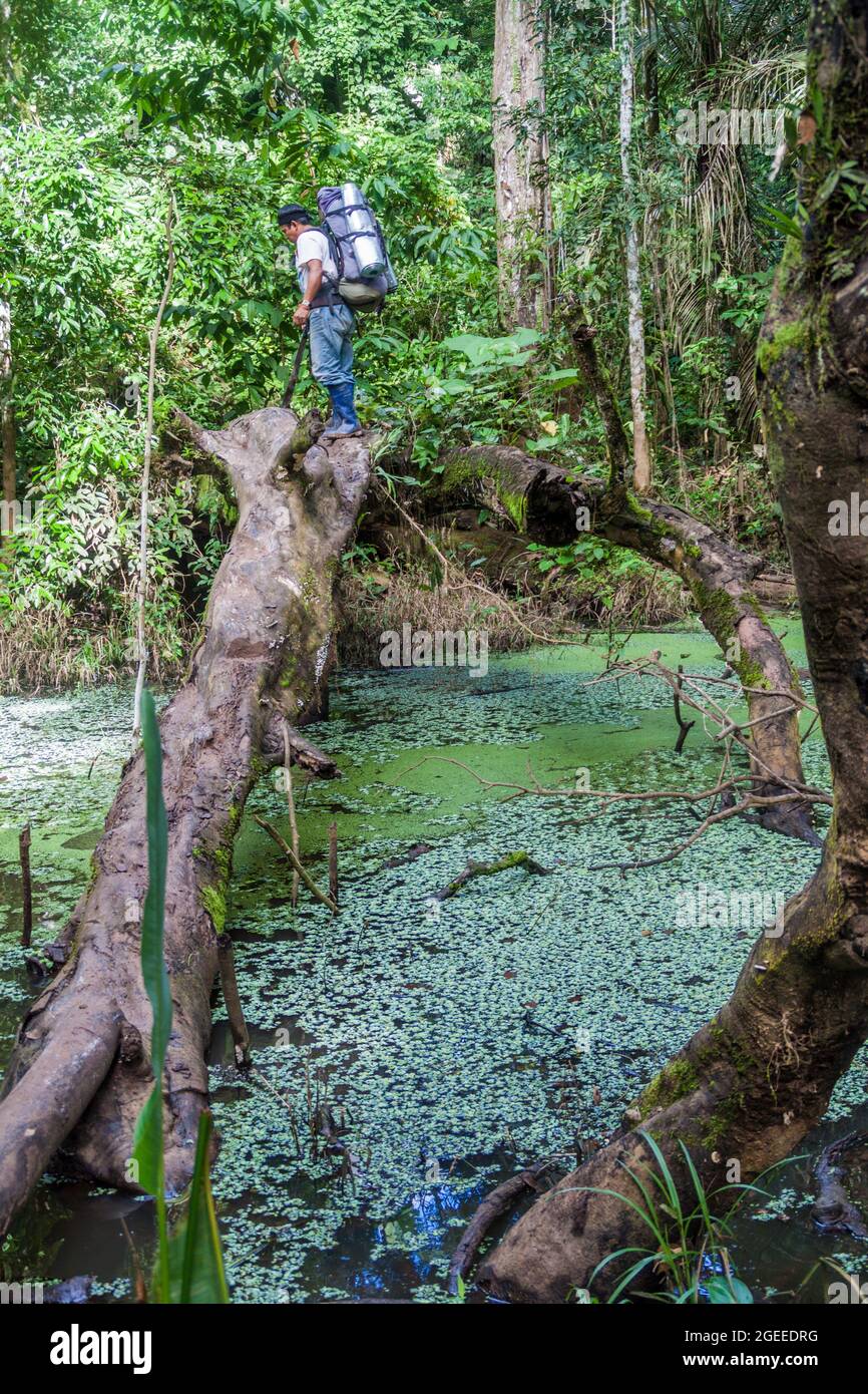 MADIDI, BOLIVIA - MAY 8, 2105: Native tour guide in a jungle of Madidi ...