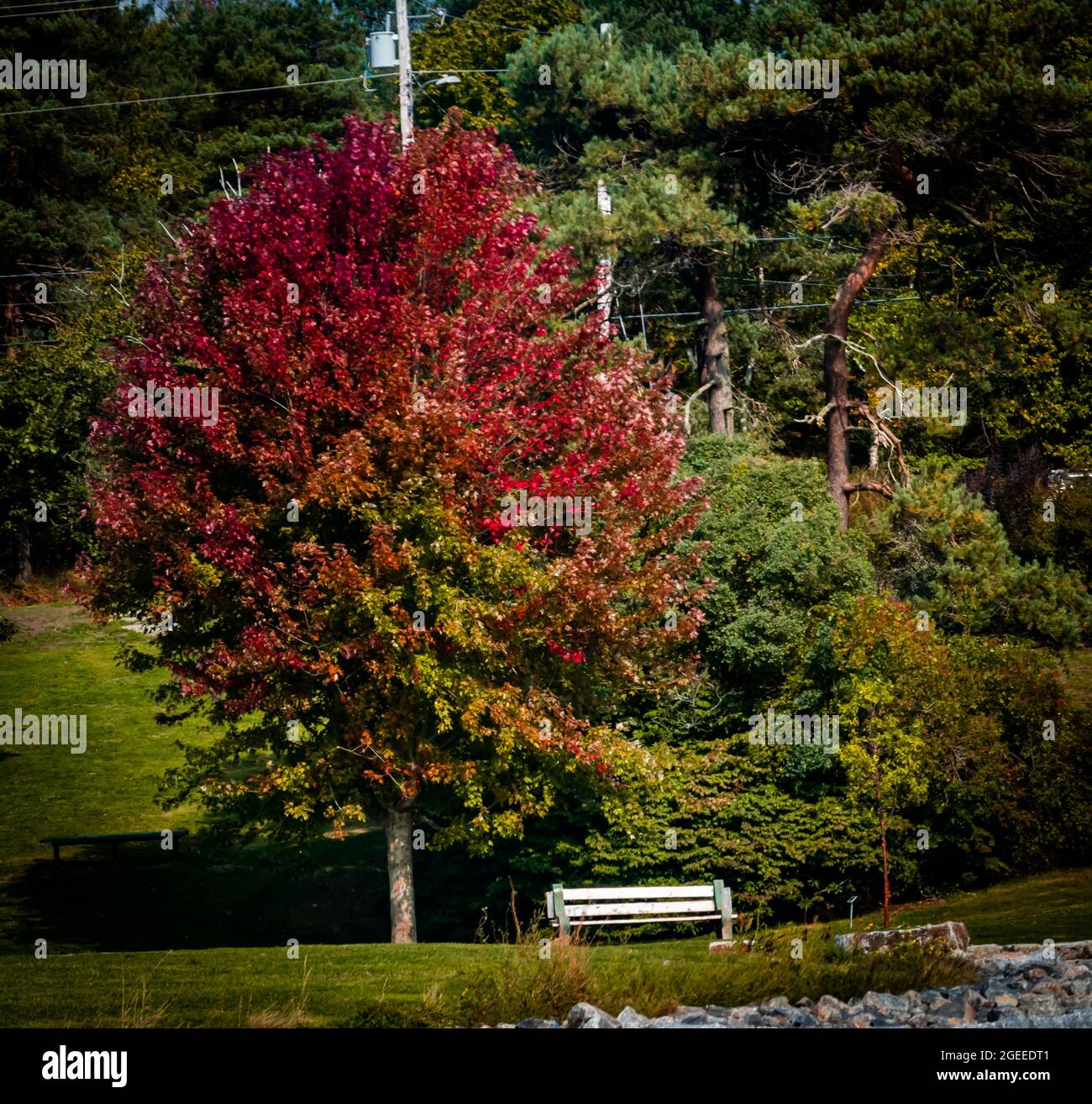 little white bench sitting under a tree in Horseshoe Island Park, on a ...