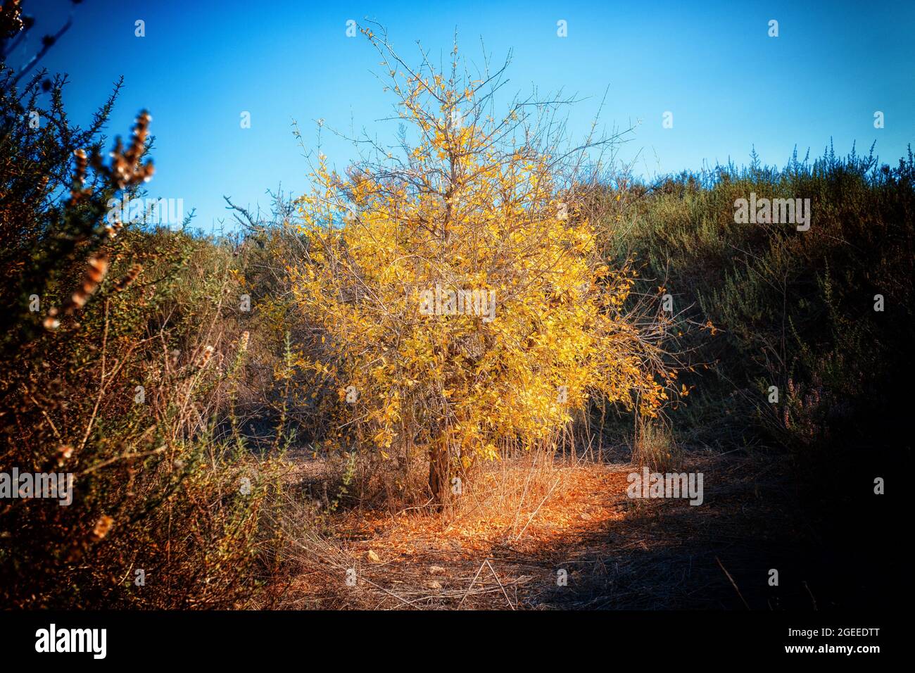 Yellow half dried tree hi-res stock photography and images - Alamy