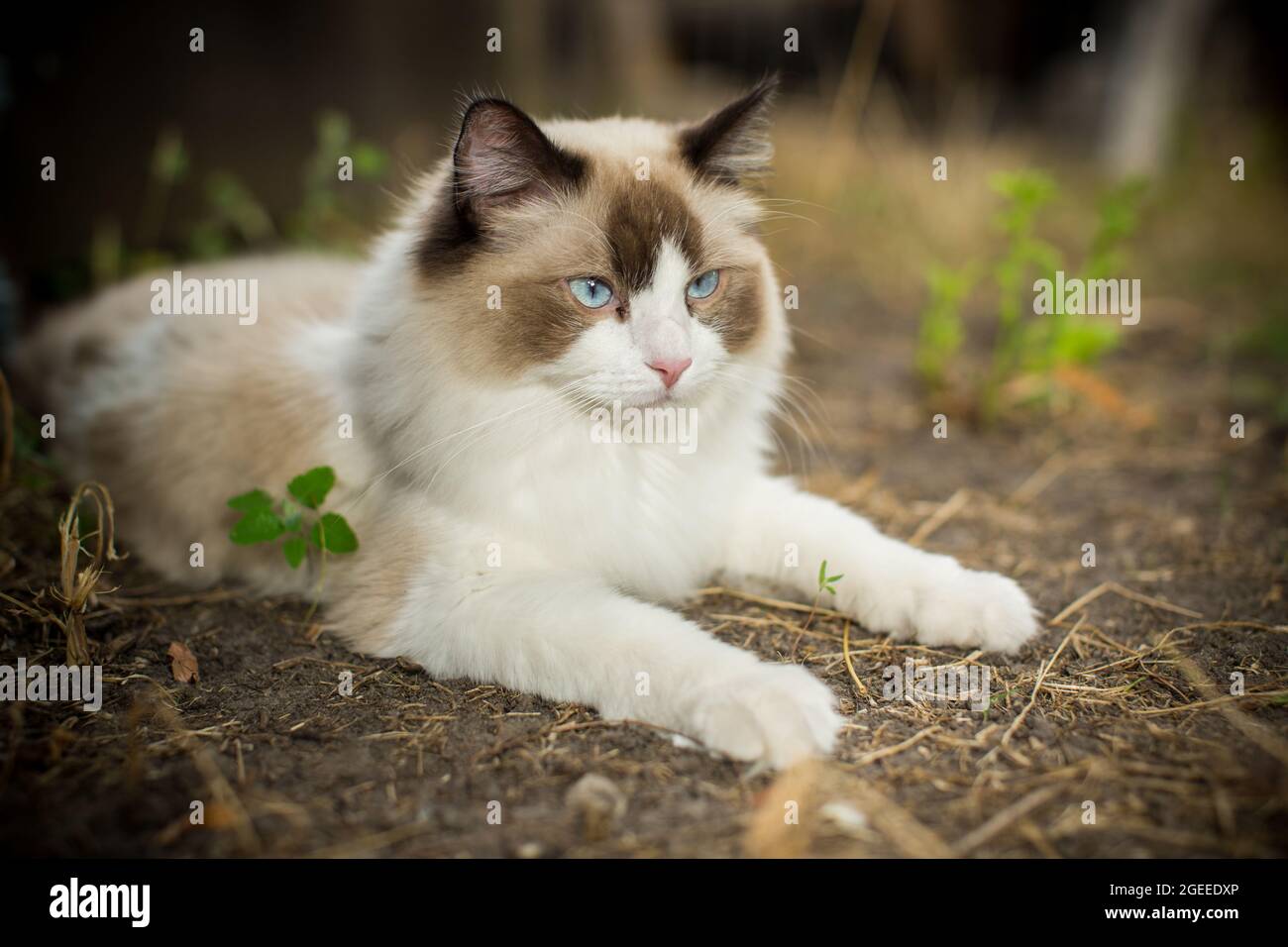 beautiful young cat of Ragdoll breed walks on the street, outdoors ...