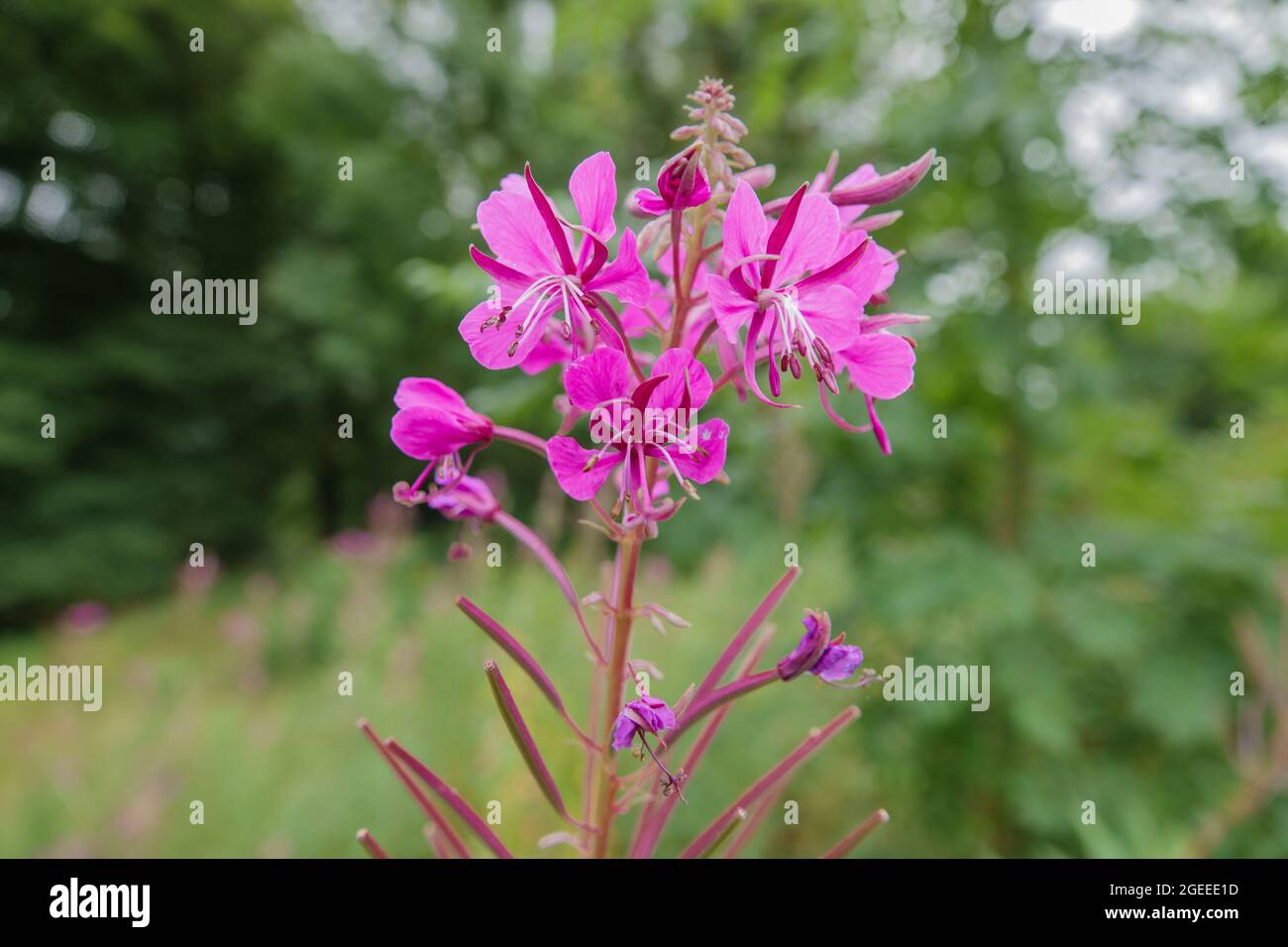 Beautiful pink purple flowers of Fireweed (Chamaenerion angustifolium ...