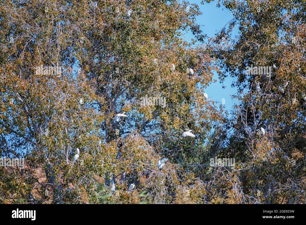 Tree with white birds sitting on it Stock Photo - Alamy