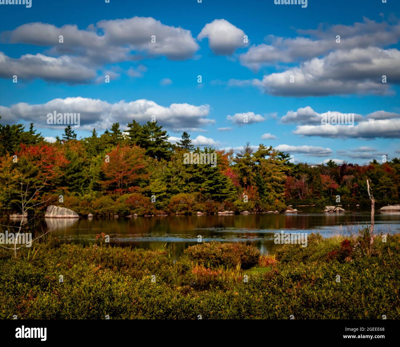 beautiful reflective surface of frog pond ,on a sunny autumn day Stock ...