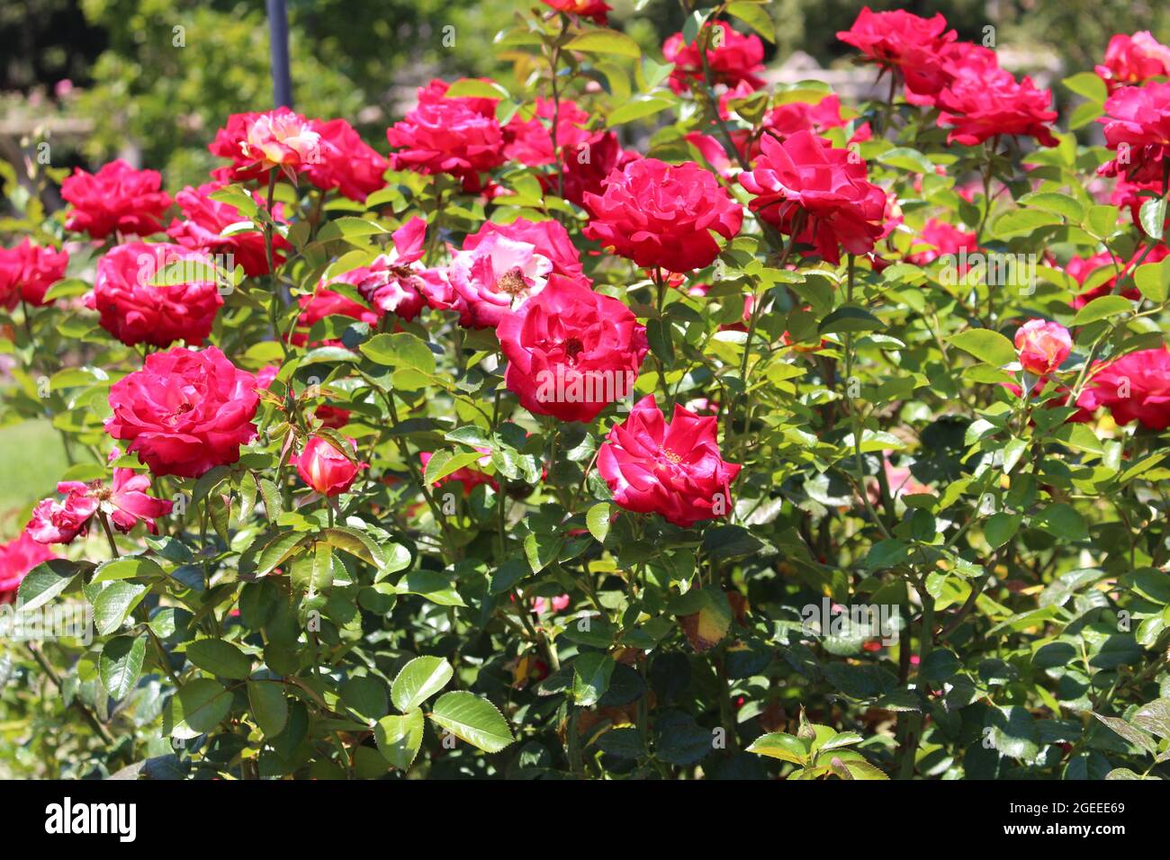 Huntington library and botanical gardens hi-res stock photography and ...