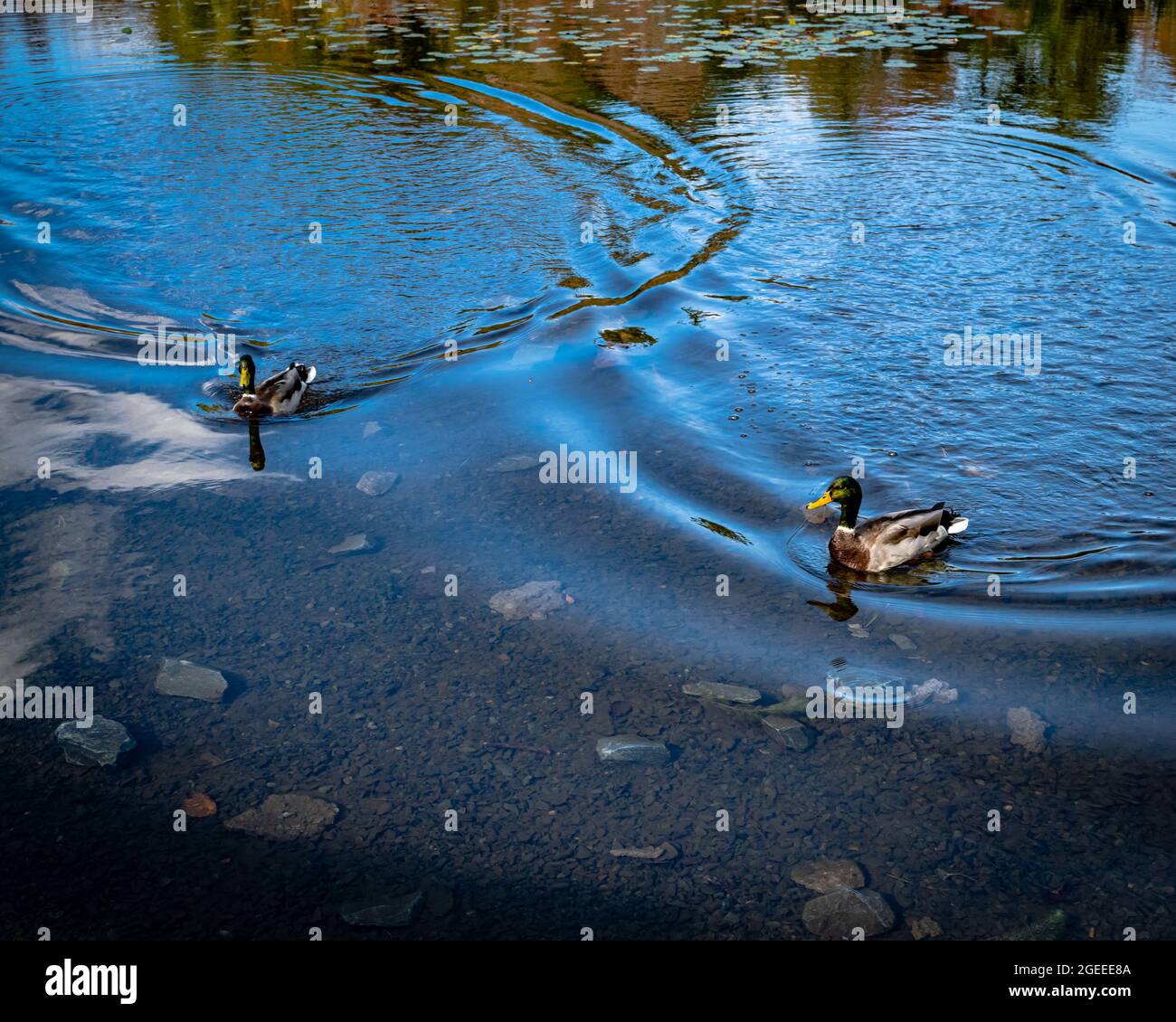 Mallards floating around on a pond ,during a beautiful clear day in the ...