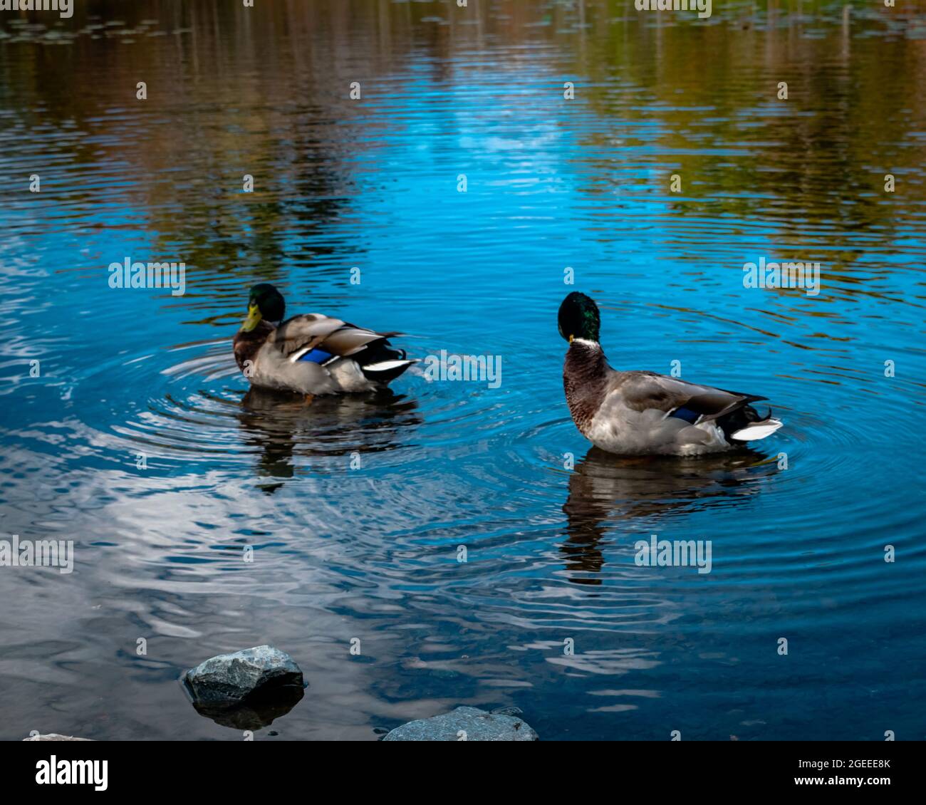 Mallards floating around on a pond ,during a beautiful clear day in the ...
