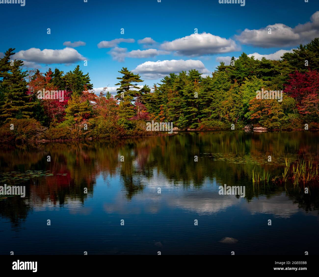 Reflective trees on lake surface hi-res stock photography and images - Alamy