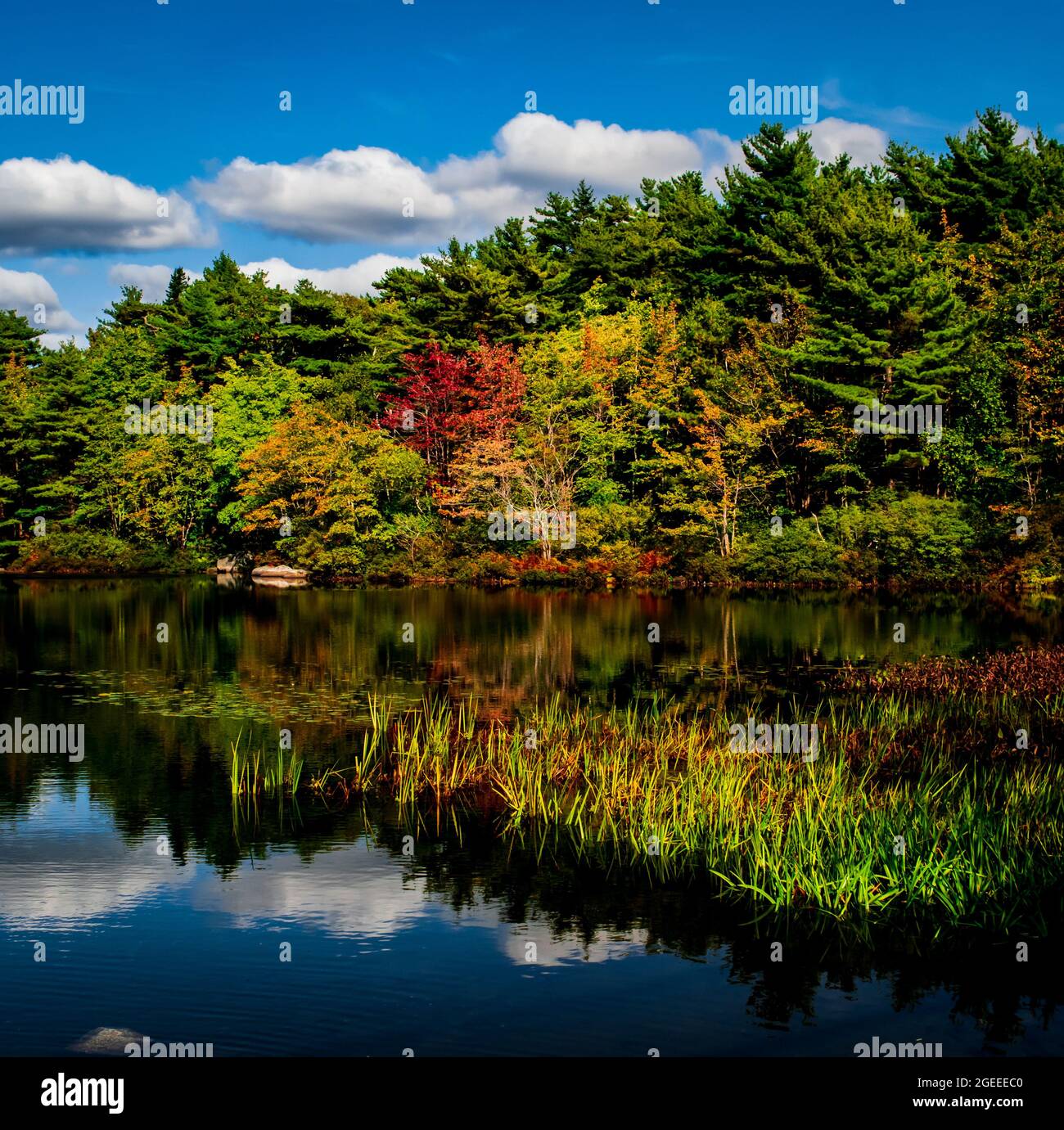 beautiful reflective surface of frog pond ,on a sunny autumn day Stock ...