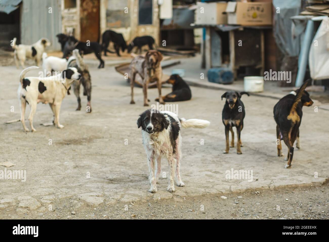 A gang of stray dogs. Shelter for sick dogs Stock Photo - Alamy