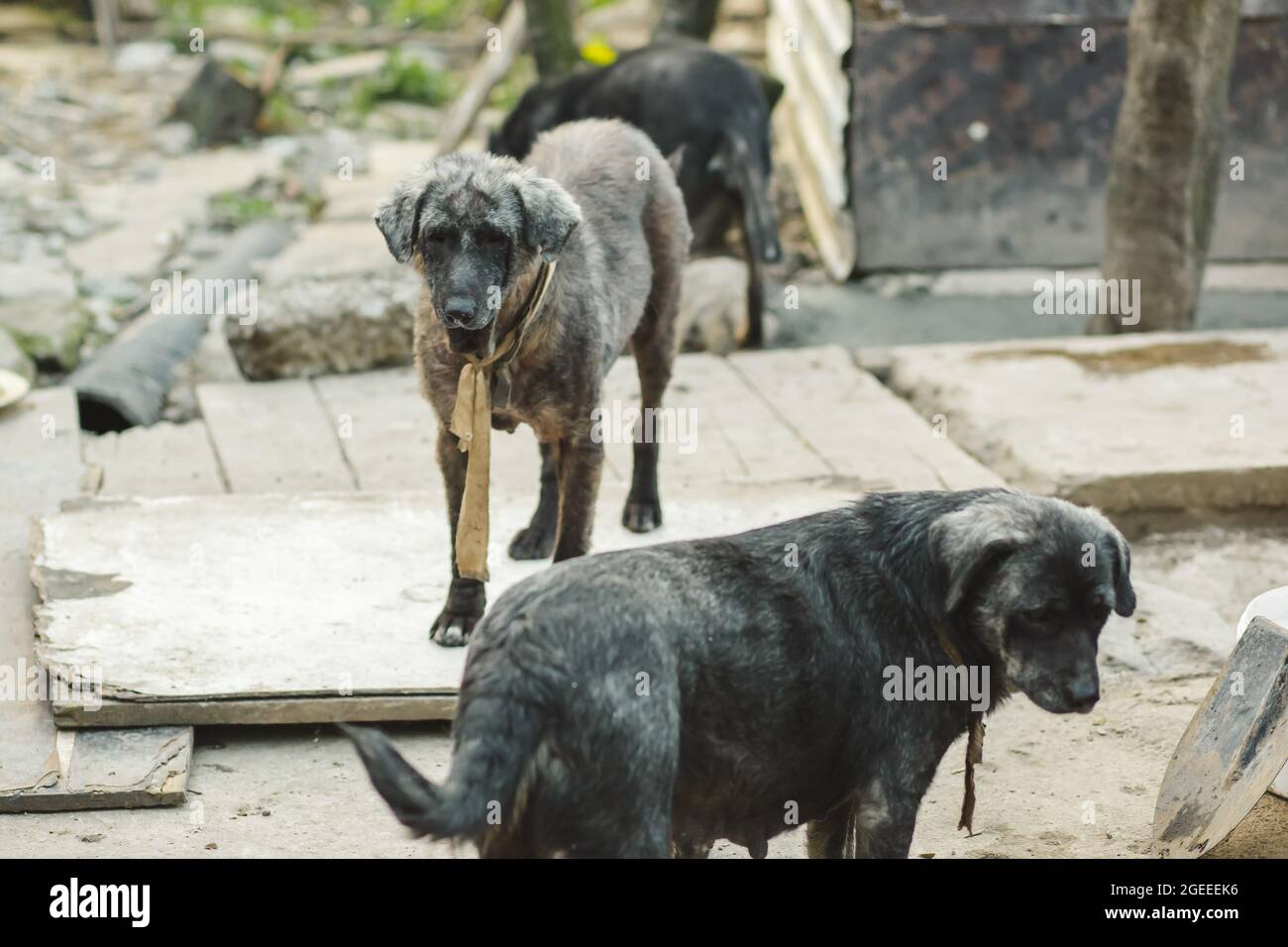 Sick dogs in a homeless shelter Stock Photo - Alamy