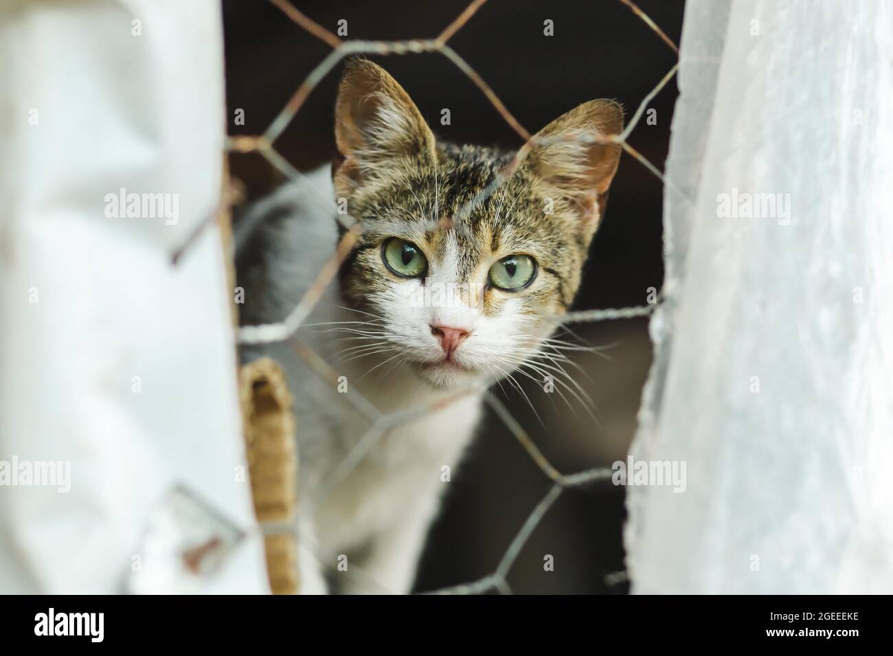 Homeless cat looking over hi-res stock photography and images - Alamy