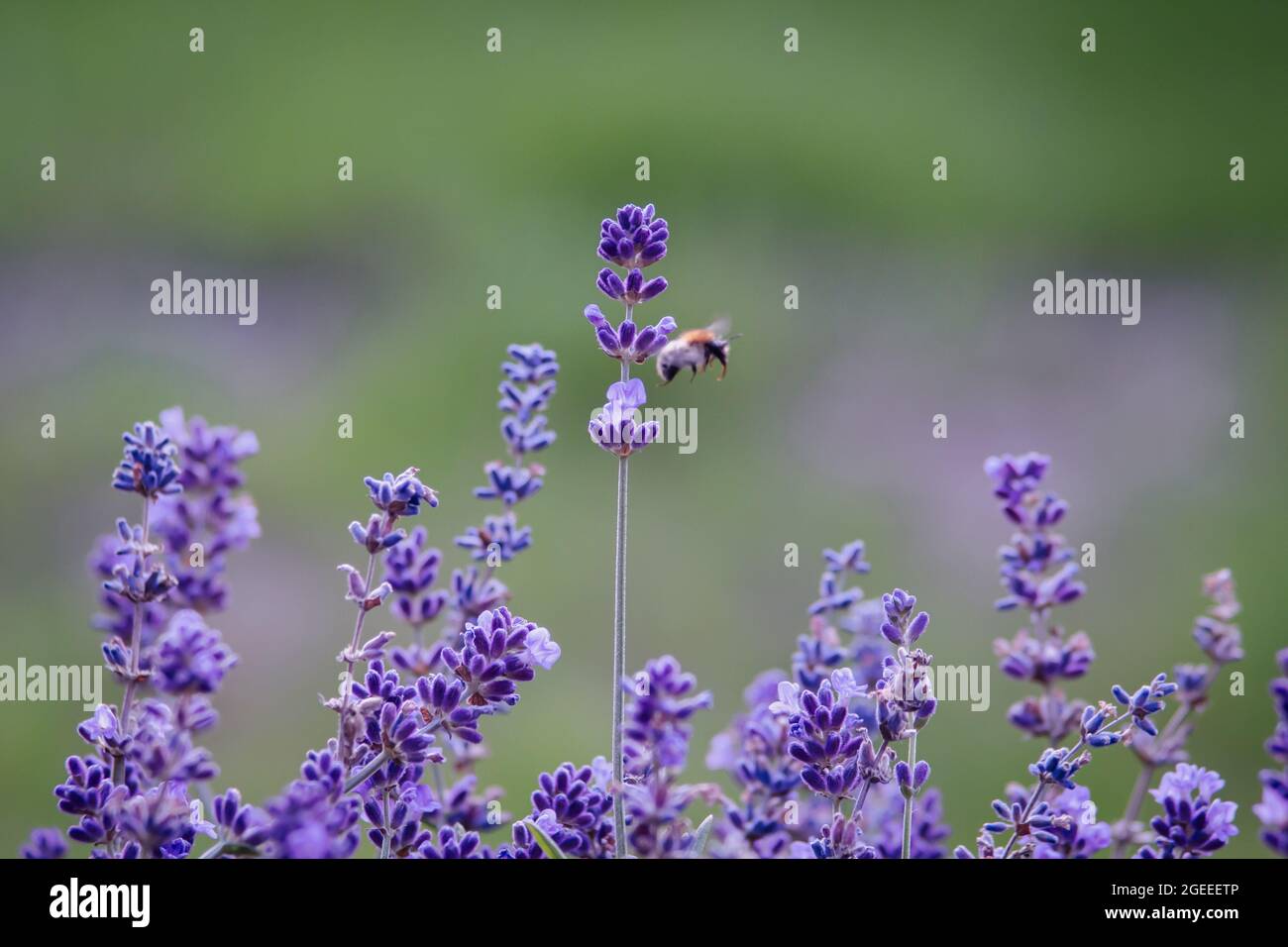 Real lavender flowers with insects close up nature backgrounds Stock ...