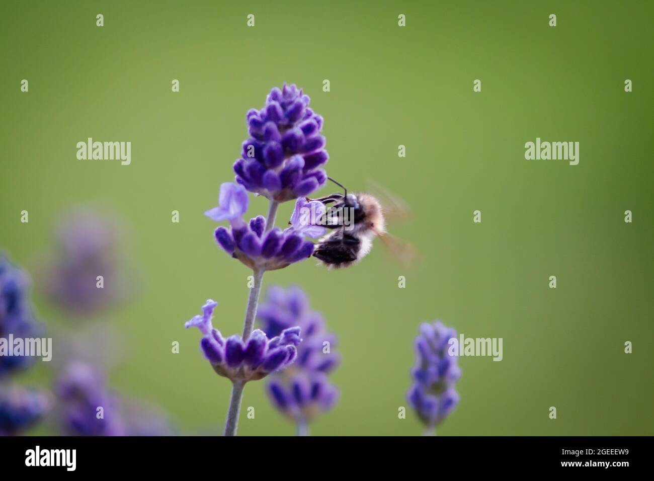 Real lavender flowers with insects close up nature backgrounds Stock ...