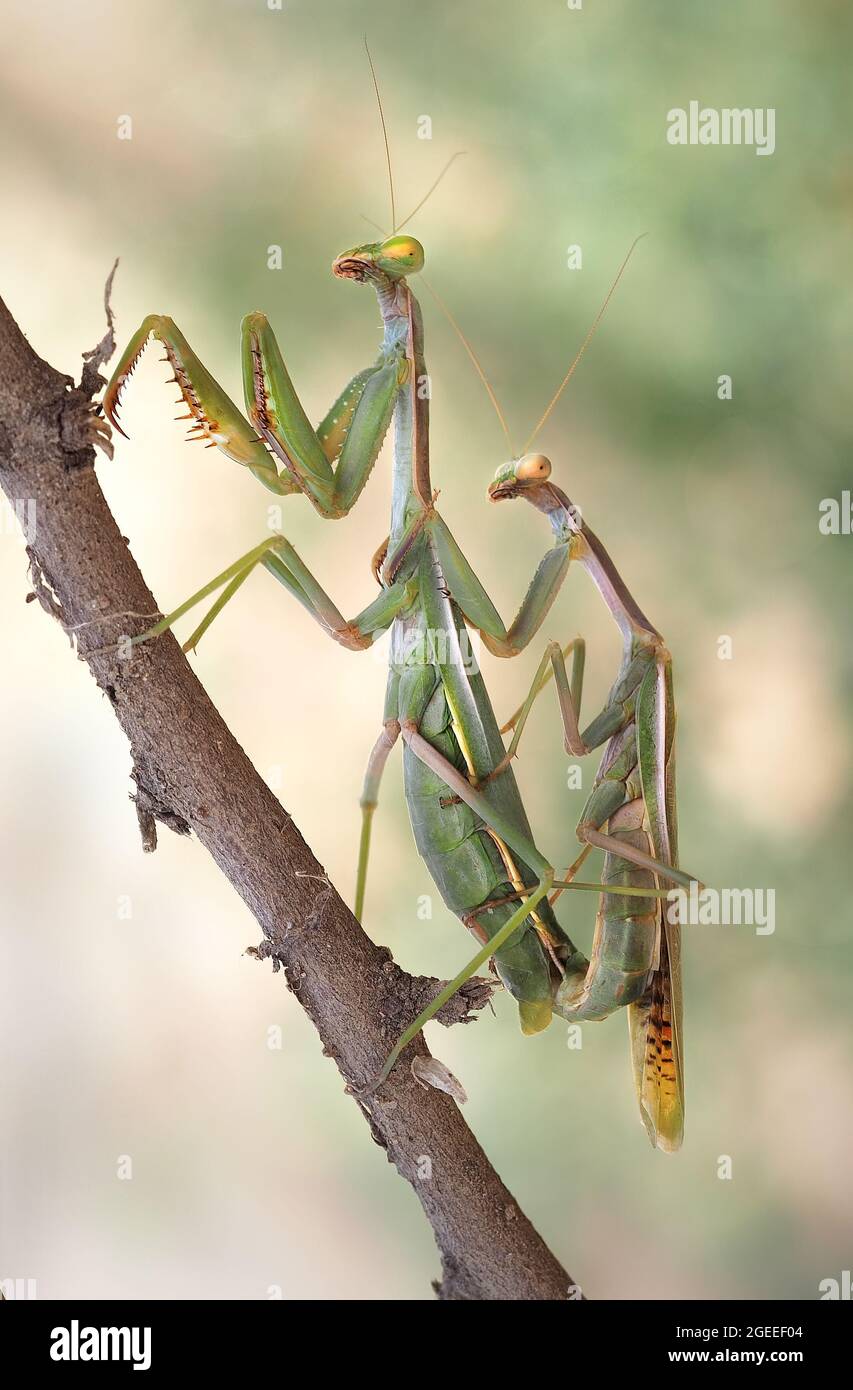 Mating mantises hi-res stock photography and images - Alamy