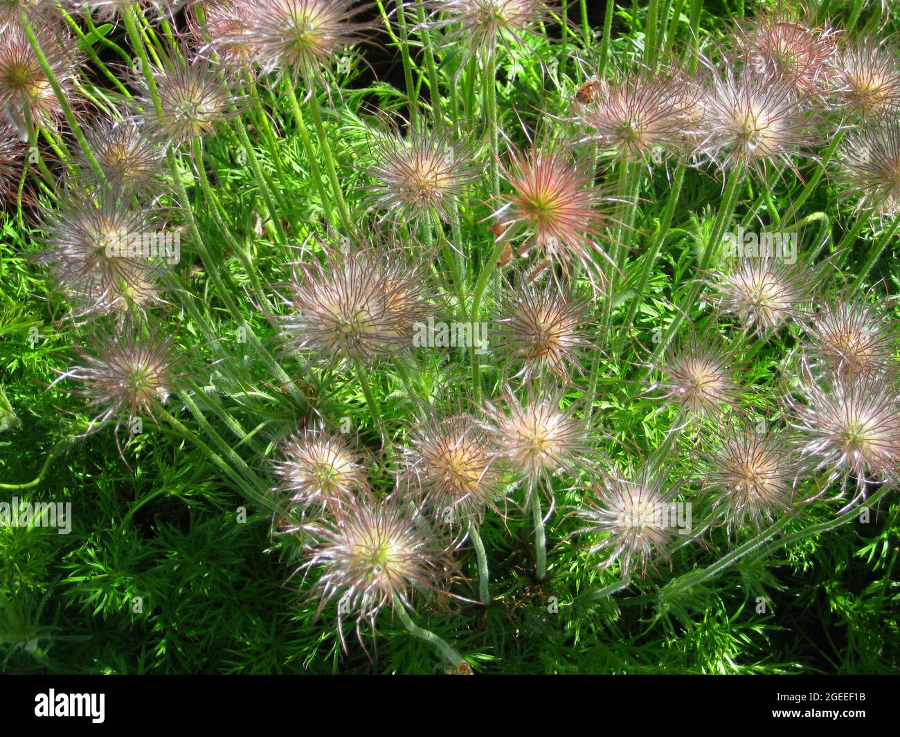 Cluster of Pasque Flowers grow wild in the Alaskan countryside. They ...