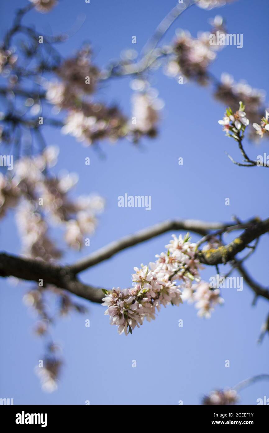 Beautiful blooming tree branch. Spring in Madrid Stock Photo - Alamy