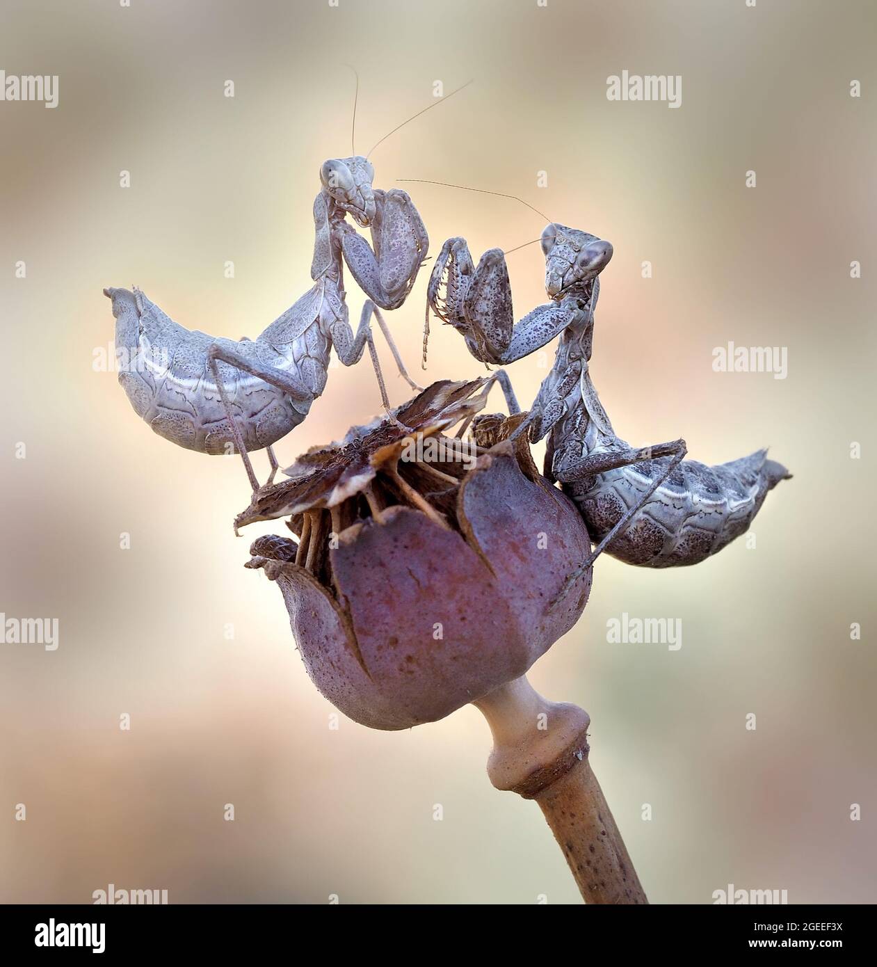 Closeup of the Ameles spallanzania, common name European dwarf mantis ...