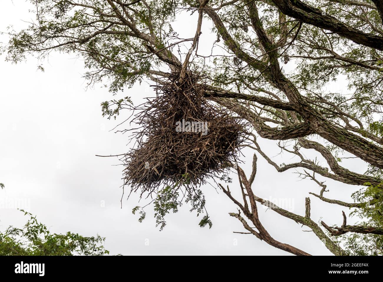 Bird nest on a tree near Yacuma river, Bolivia Stock Photo - Alamy