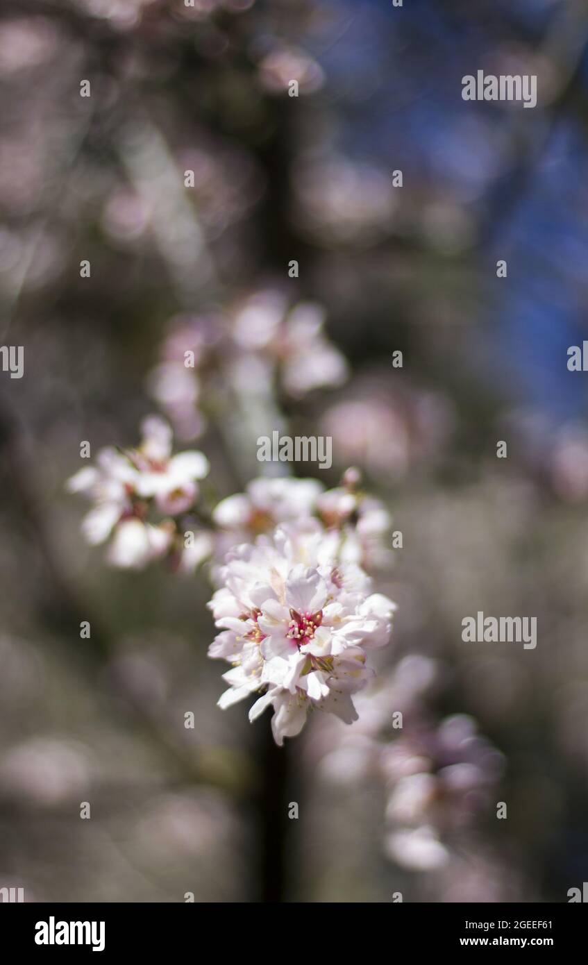 Beautiful blooming tree branch. Spring in Madrid Stock Photo - Alamy