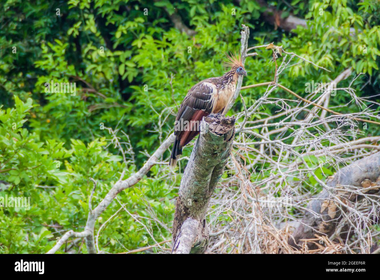 Hoatzin opisthocomus hoazin hi-res stock photography and images - Alamy