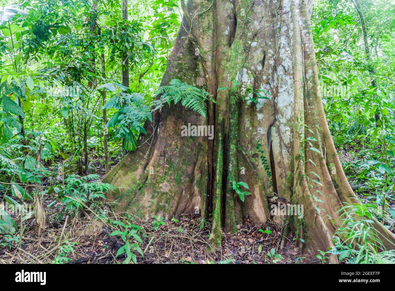 Giant tree in National park Madidi, Bolivia Stock Photo - Alamy