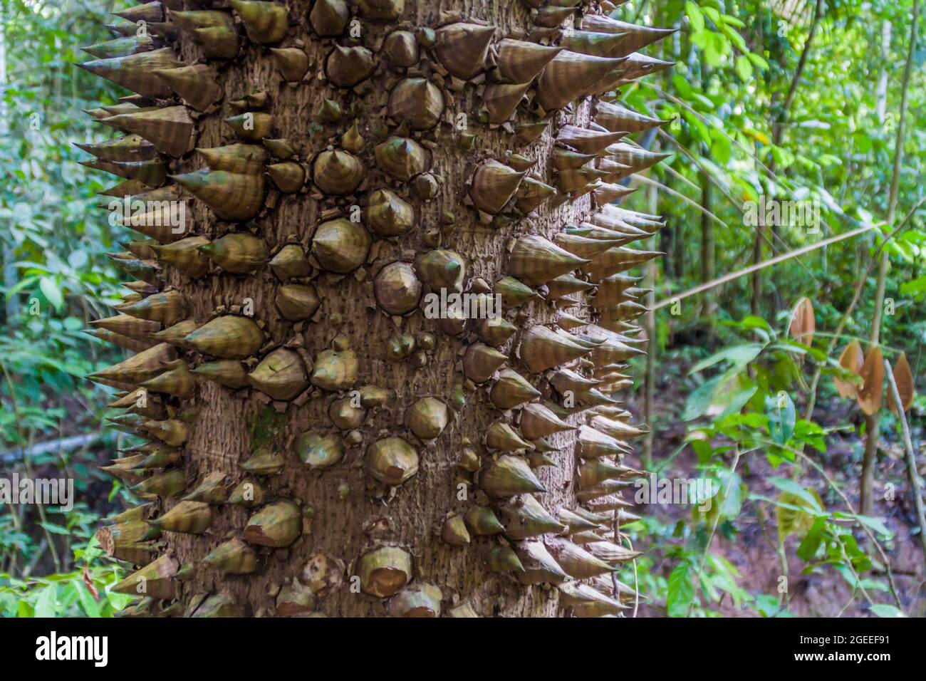 Tree trunk with spines functioning as a defense in Manu National Park ...