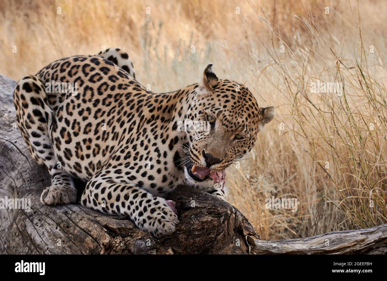 Leopard lying down on tree trunk and feeding meat in Namibia, Africa ...