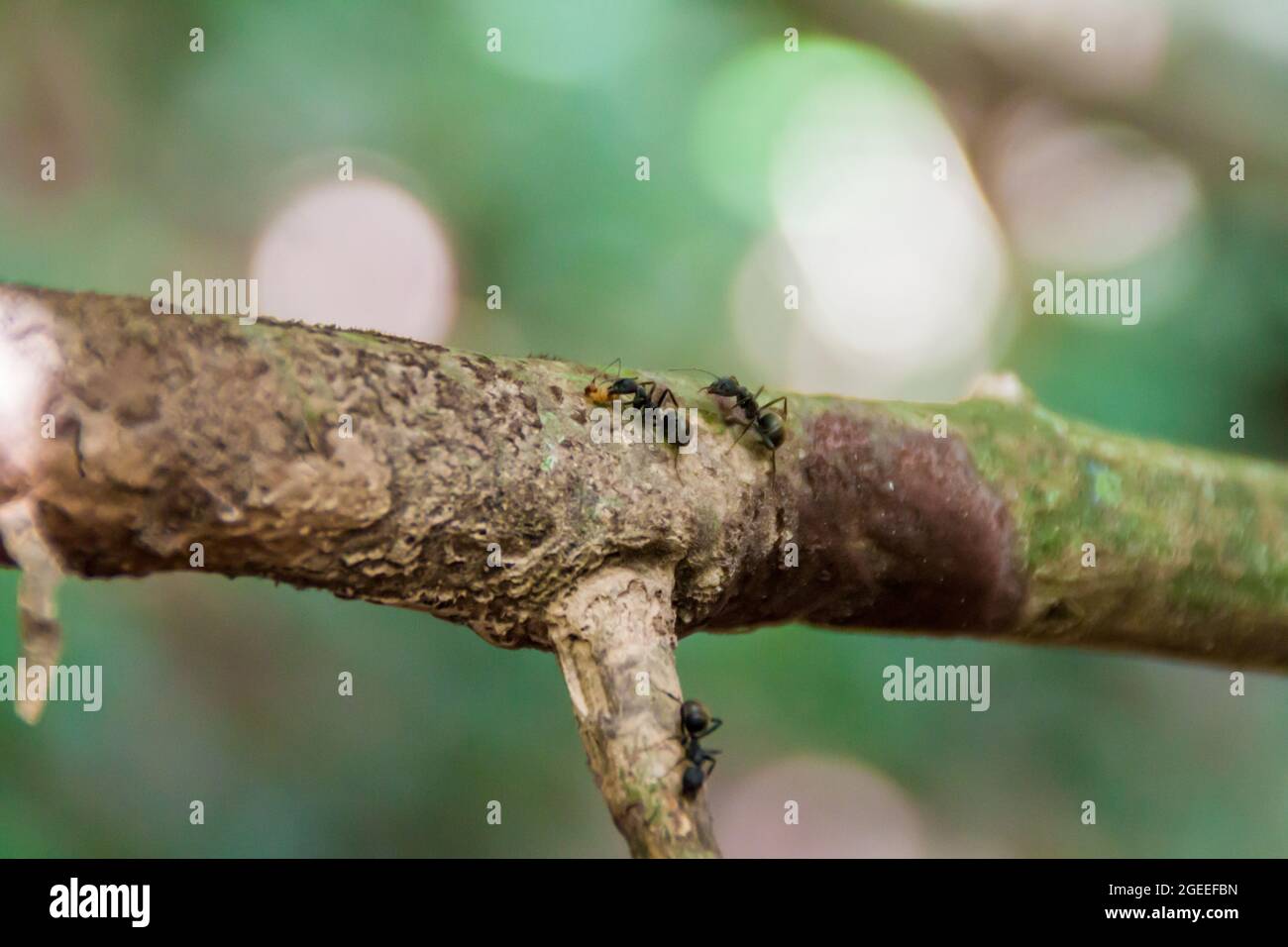 Ants on a tree branch in a jungle of Madidi national park, Bolivia ...