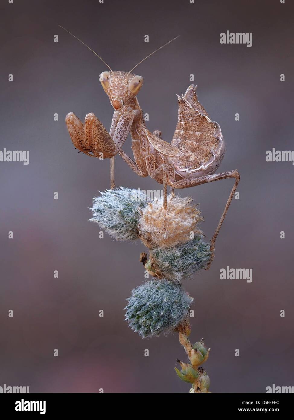 Vertical closeup of the Ameles spallanzania, common name European dwarf ...