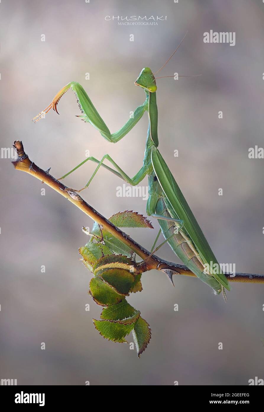Vertical closeup of the Mantis religiosa, common name European mantis ...
