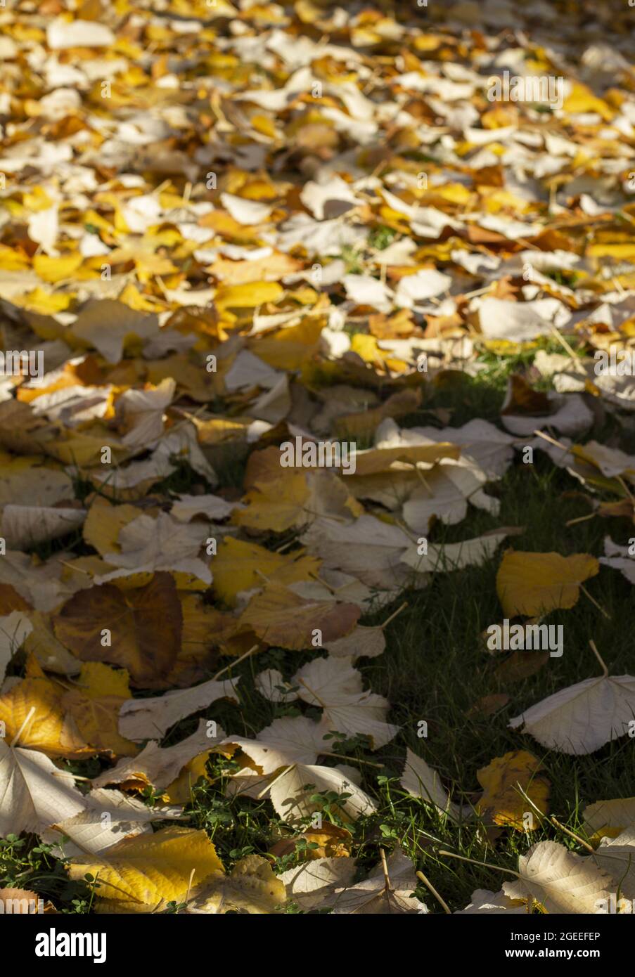 Autumn leaves on a grassy ground Stock Photo - Alamy